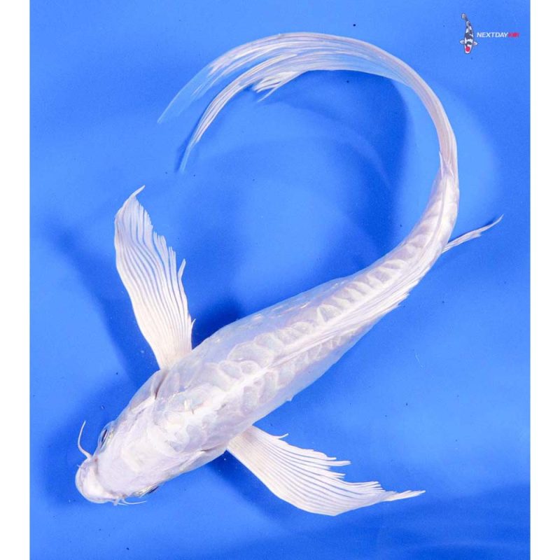 Platinum Ogon | Koi Fish For Sale | Next Day Koi