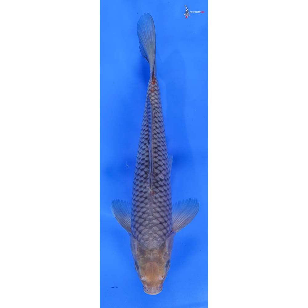 11” Imported Male Soragoi | Koi Fish For Sale