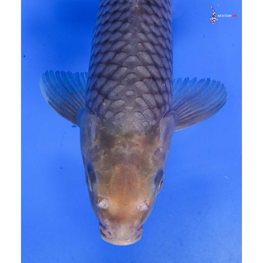 11” Imported Male Soragoi | Koi Fish For Sale