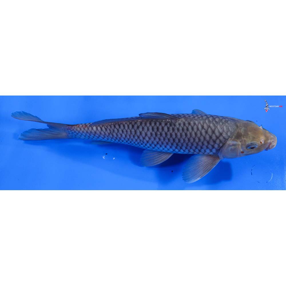 11” Imported Male Soragoi | Koi Fish For Sale