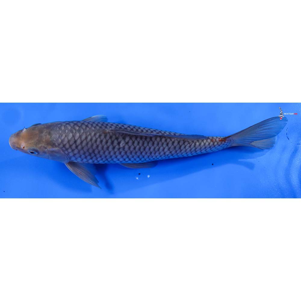11” Imported Male Soragoi | Koi Fish For Sale