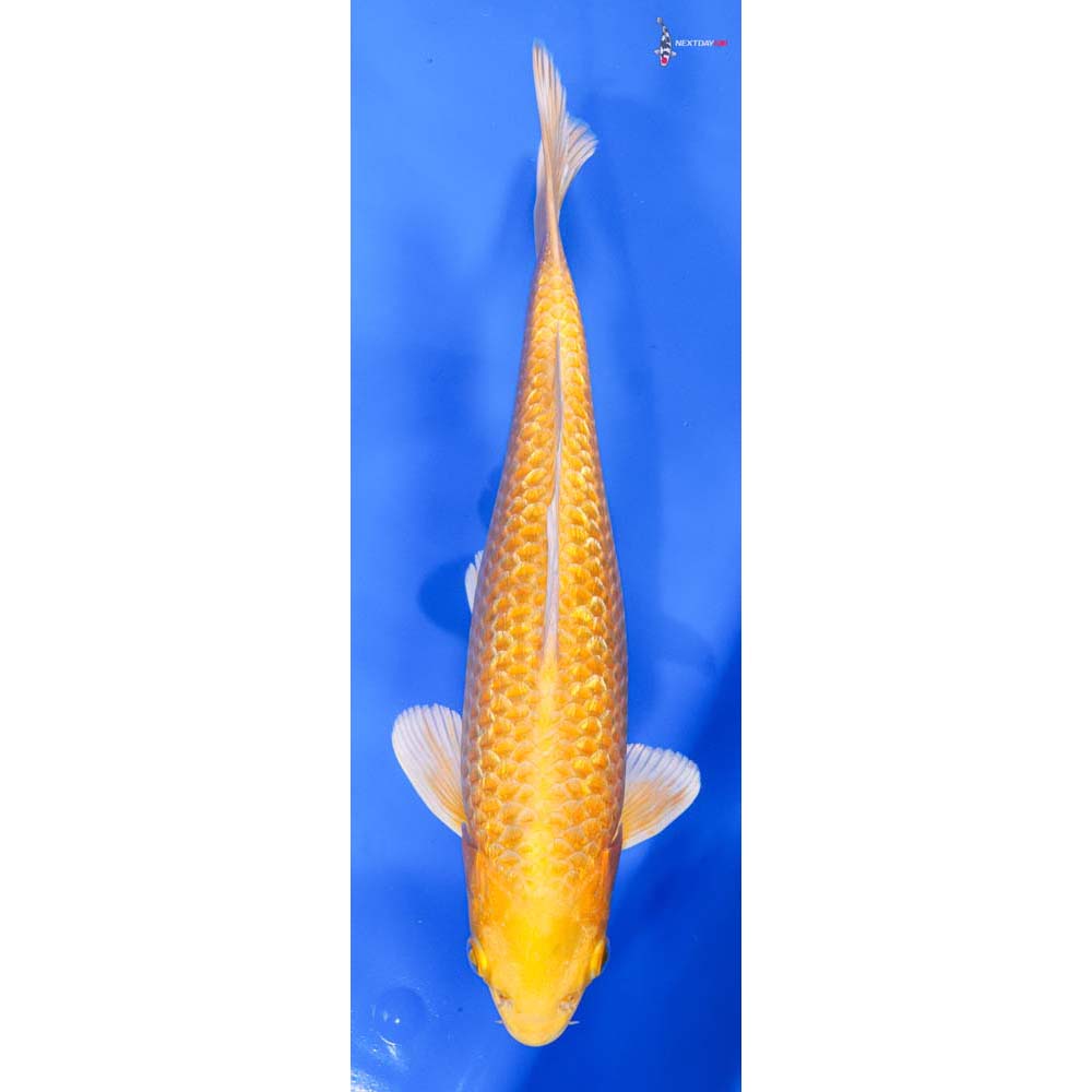 11” Imported Male Gin Rin Yamabuki Ogon | Koi Fish For Sale
