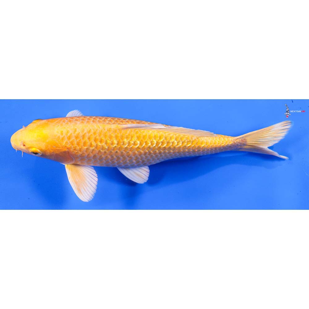 11” Imported Male Gin Rin Yamabuki Ogon | Koi Fish For Sale