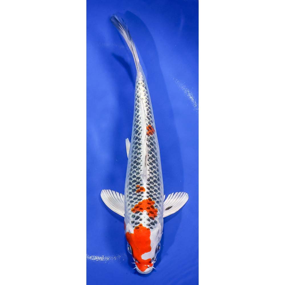 9” Imported Kujaku | Koi Fish For Sale