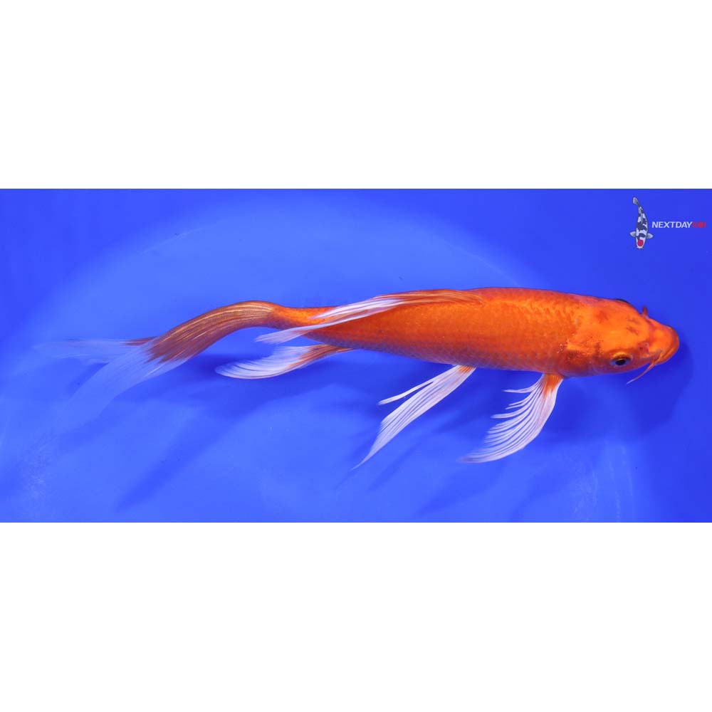 10” Imported Orenji Ogon Butterfly Koi | Koi Fish For Sale