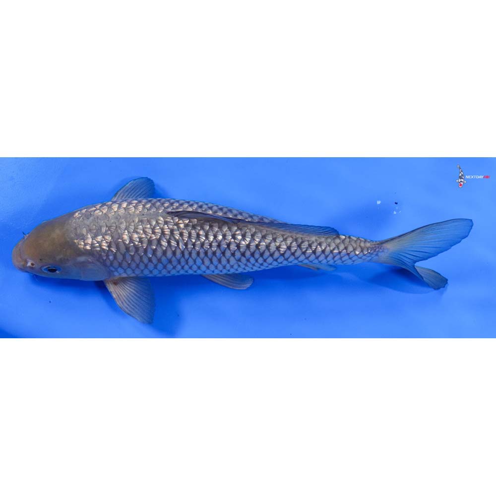 11” Imported Male Gin Rin Soragoi | Koi Fish For Sale