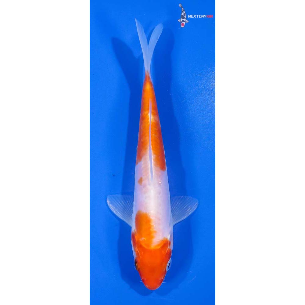 6” Doitsu Kohaku | Koi Fish For Sale