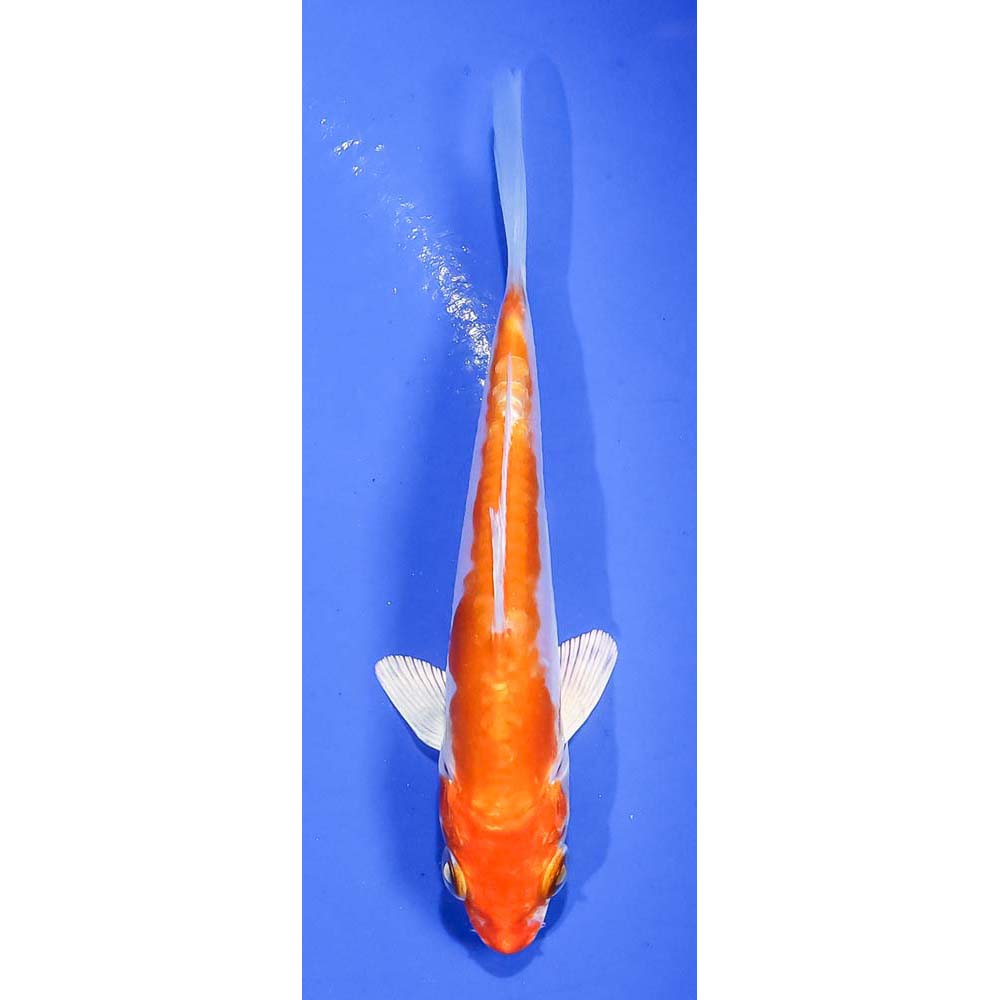 4” Imported Kikusui | Koi Fish For Sale