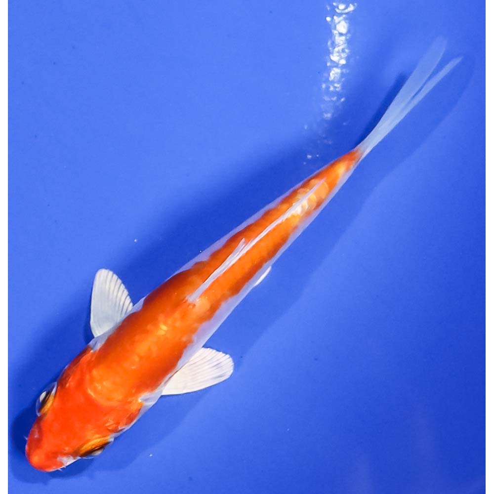 4” Imported Kikusui | Koi Fish For Sale