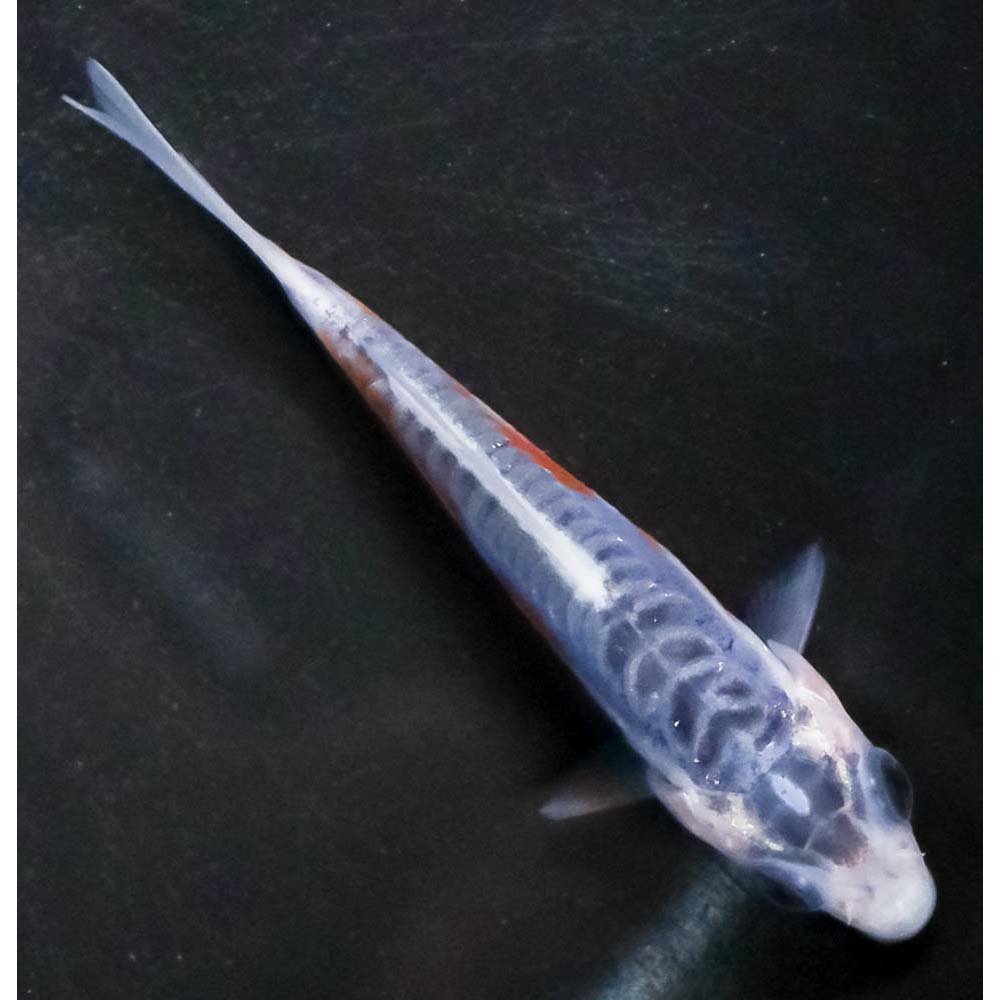 2.5” Imported Shusui | Koi Fish For Sale