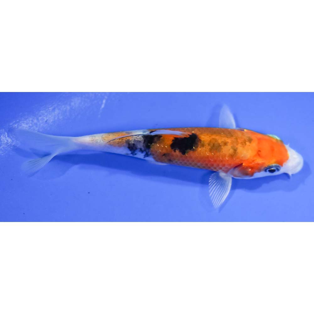 3.5” Imported Sanke | Koi Fish For Sale