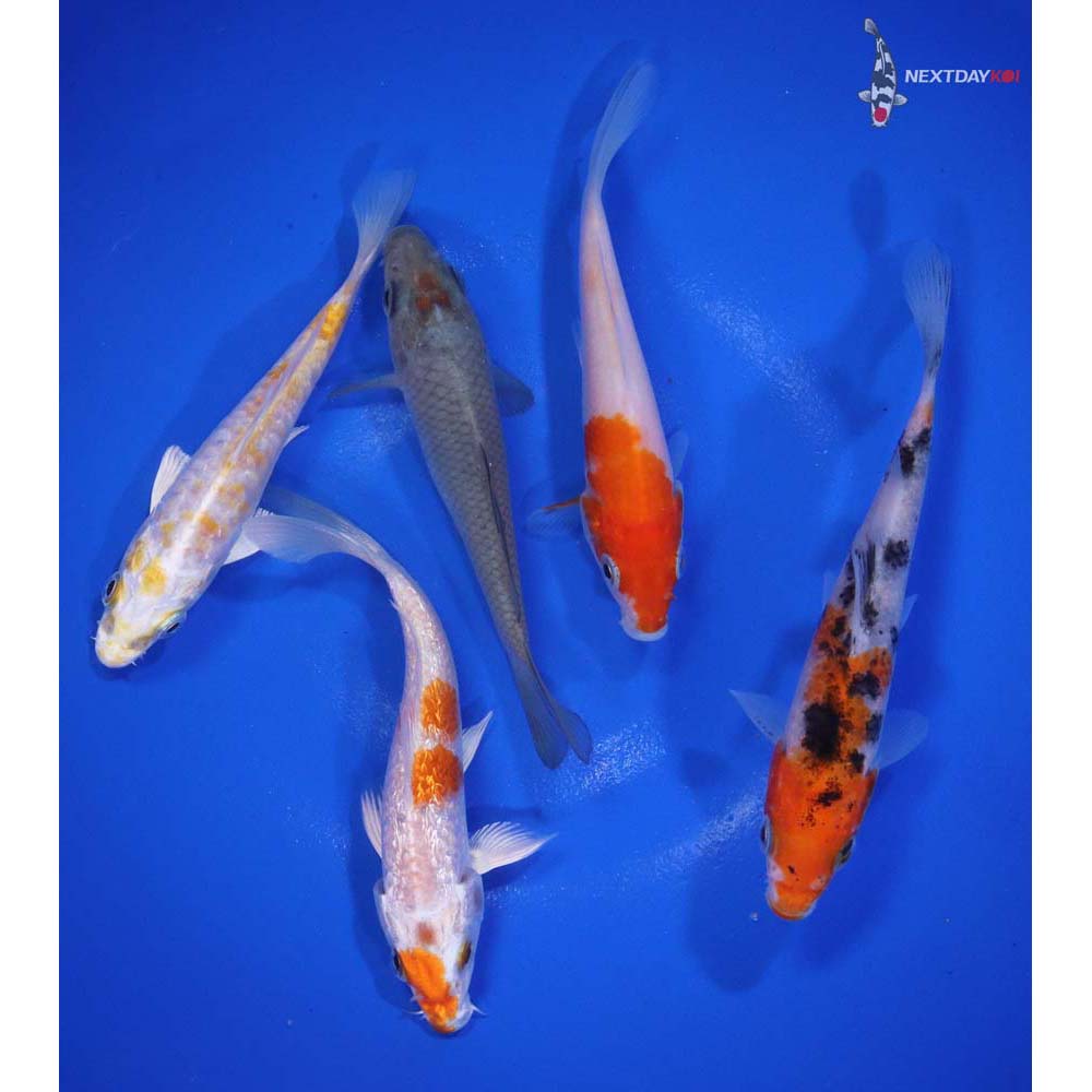 Lot of (5) 4-5” Imported Assorted Koi | Koi Fish For Sale