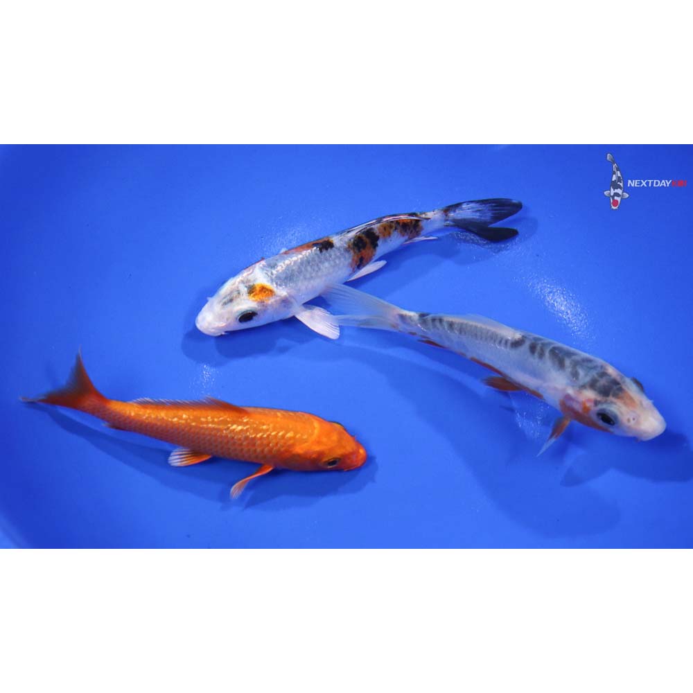 Lot of (3) 4-5” Imported Assorted Koi | Koi Fish For Sale
