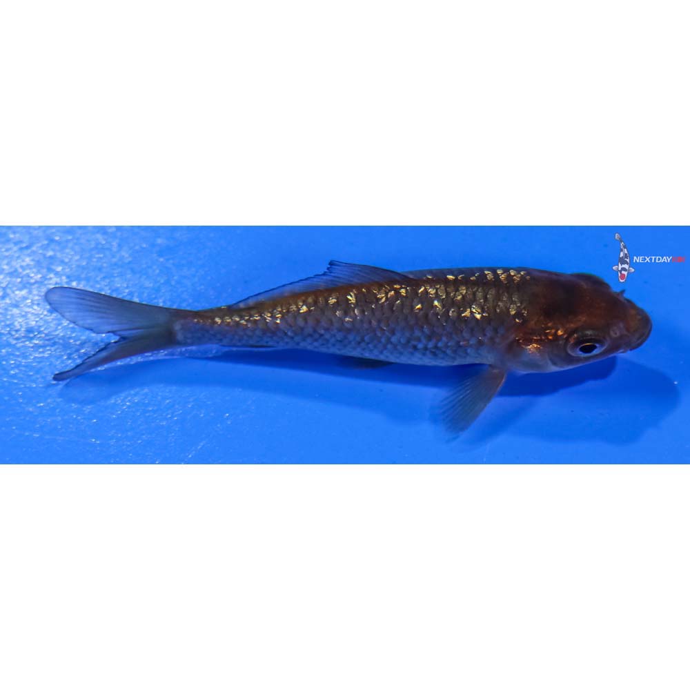 3" Imported Gin Rin Chagoi | Koi Fish For Sale