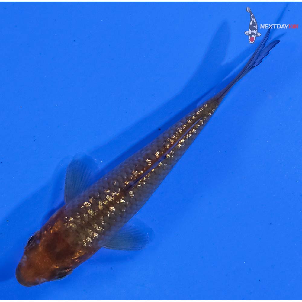 3" Imported Gin Rin Chagoi | Koi Fish For Sale