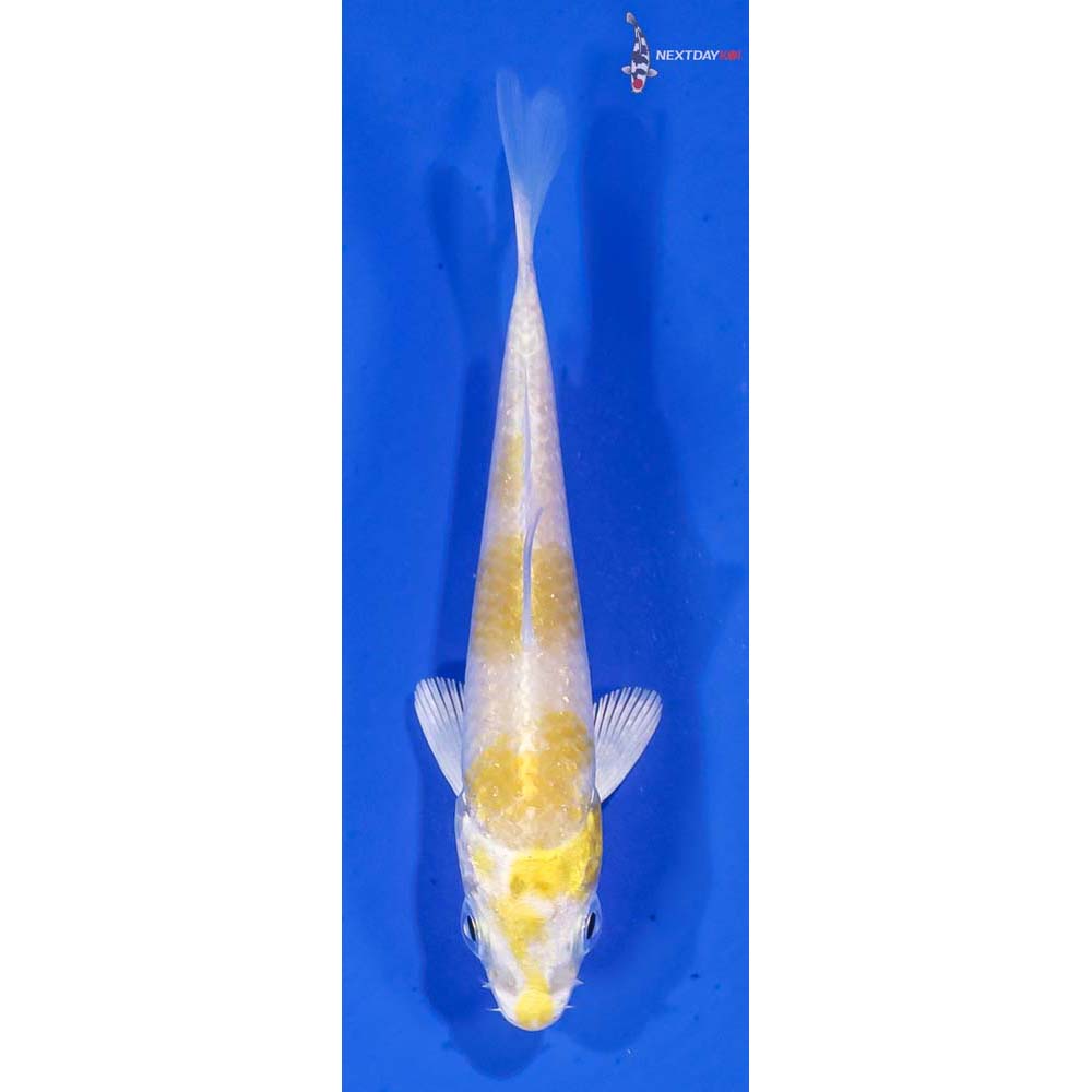 3" Imported Lemon Hariwake | Koi Fish For Sale