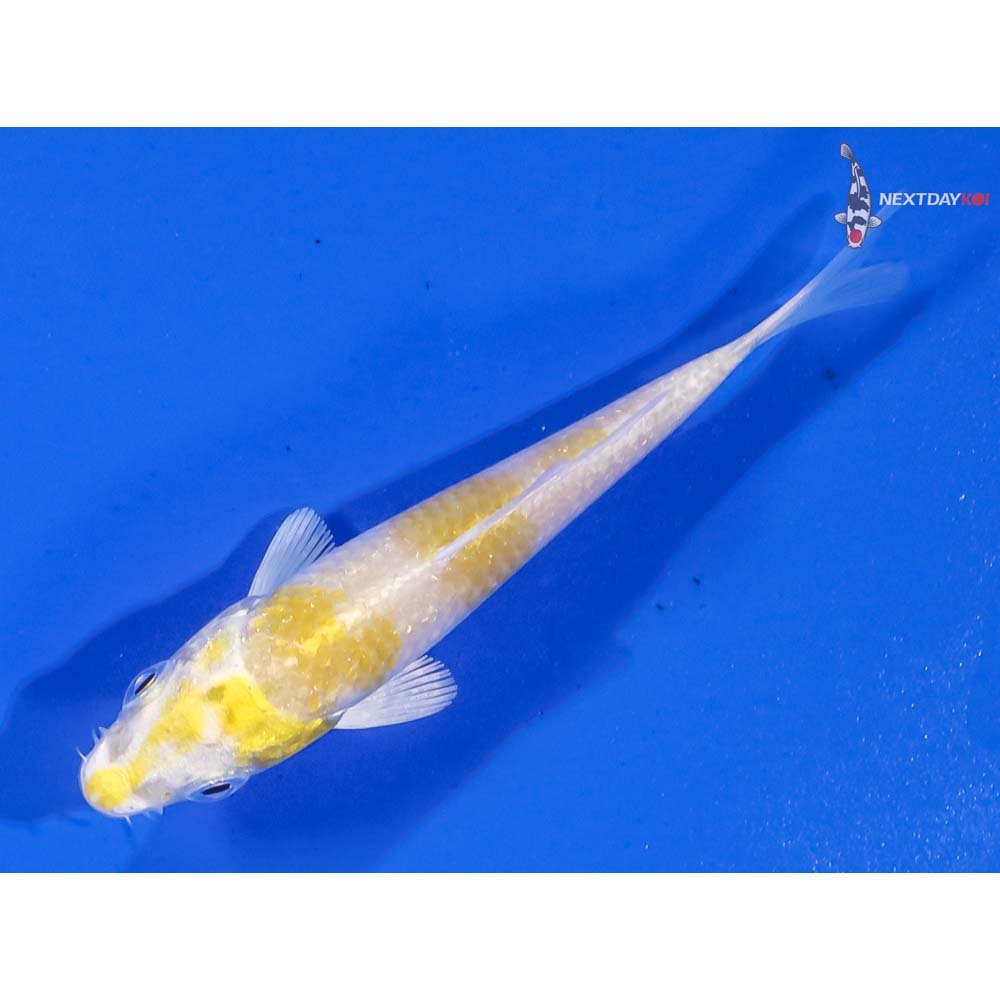 3" Imported Lemon Hariwake | Koi Fish For Sale