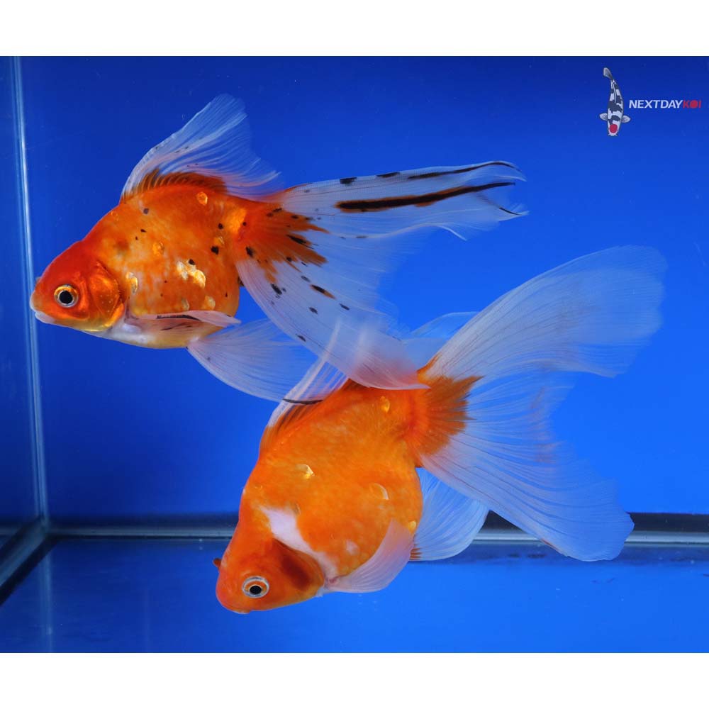 Pair of 6.5-8” Imported Assorted Ryukin | Koi Fish For Sale