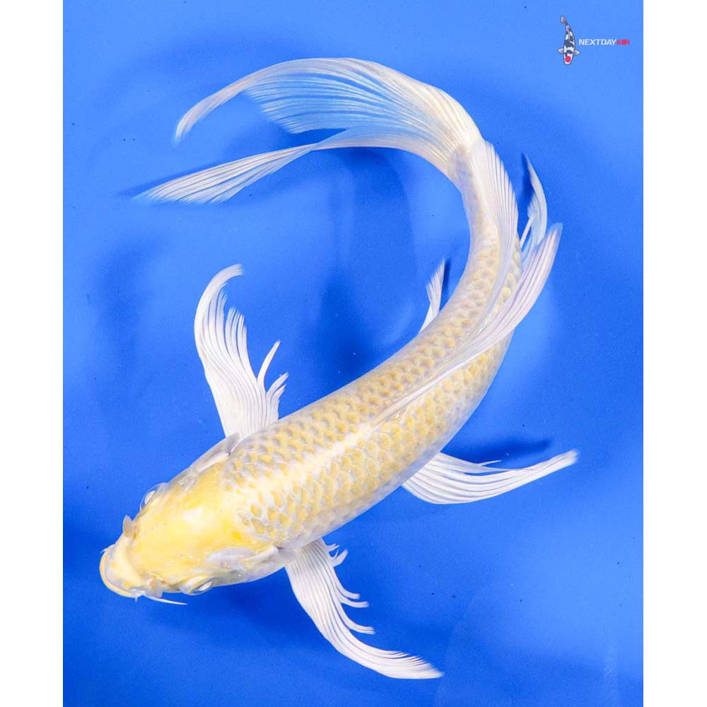 Hariwake Koi Fish For Sale | Next Day Koi