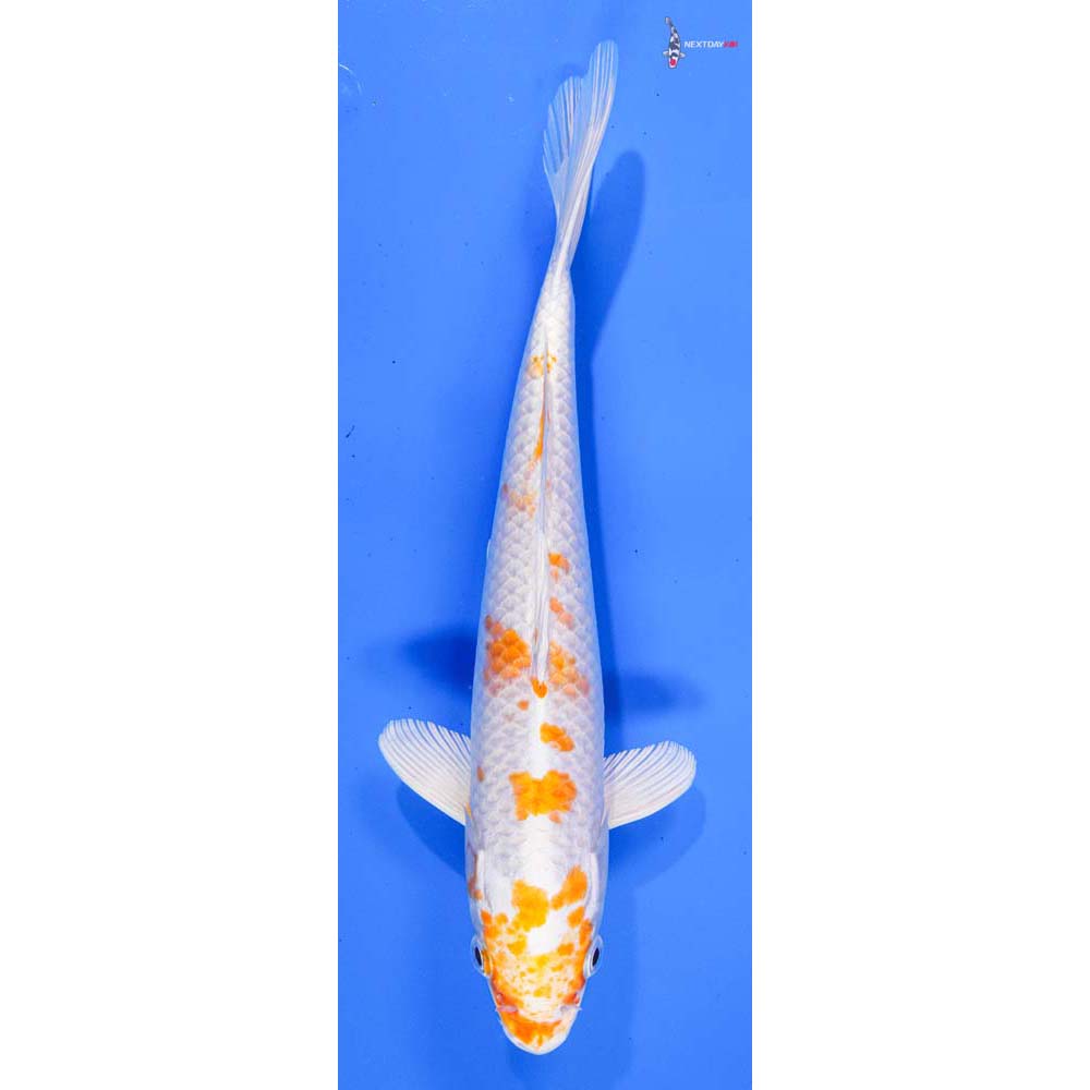 9” Imported Hariwake | Koi Fish For Sale