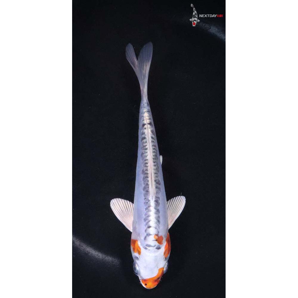 6” Doitsu Blue Kujaku | Koi Fish For Sale