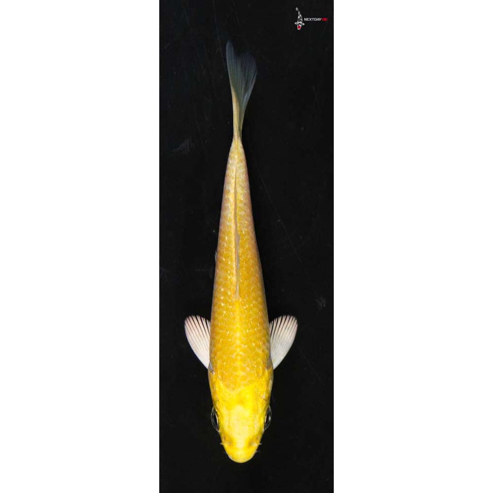 3” Imported Yamabuki Ogon | Koi Fish For Sale