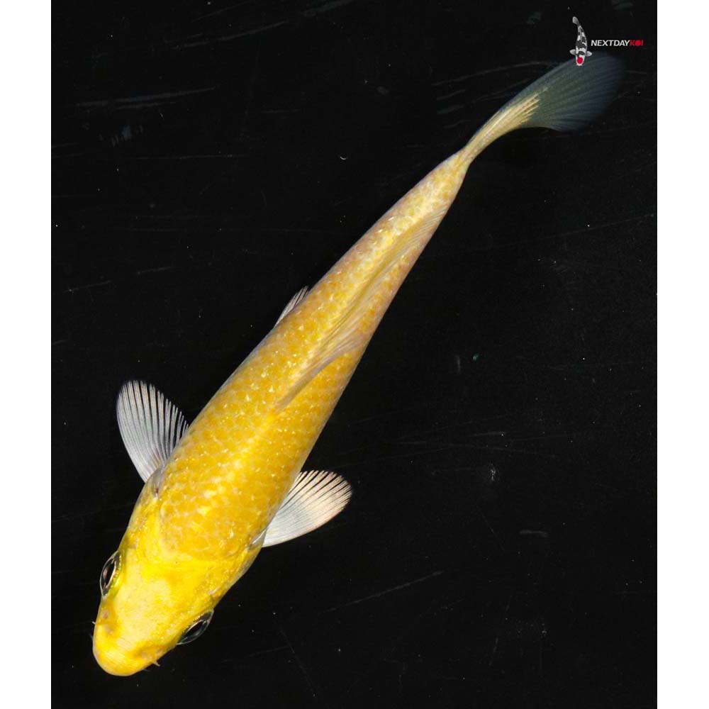3” Imported Yamabuki Ogon | Koi Fish For Sale