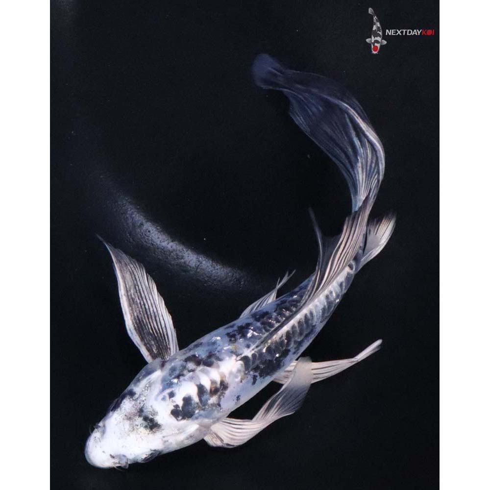7.5” Doitsu Gin Rin Gin Shiro Bekko Butterfly Koi | Koi Fish For Sale
