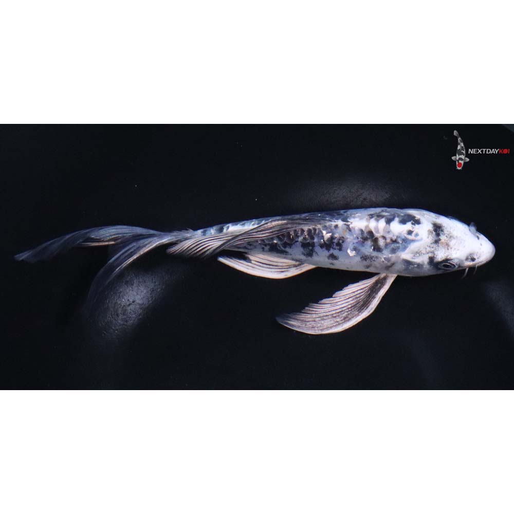 7.5” Doitsu Gin Rin Gin Shiro Bekko Butterfly Koi | Koi Fish For Sale
