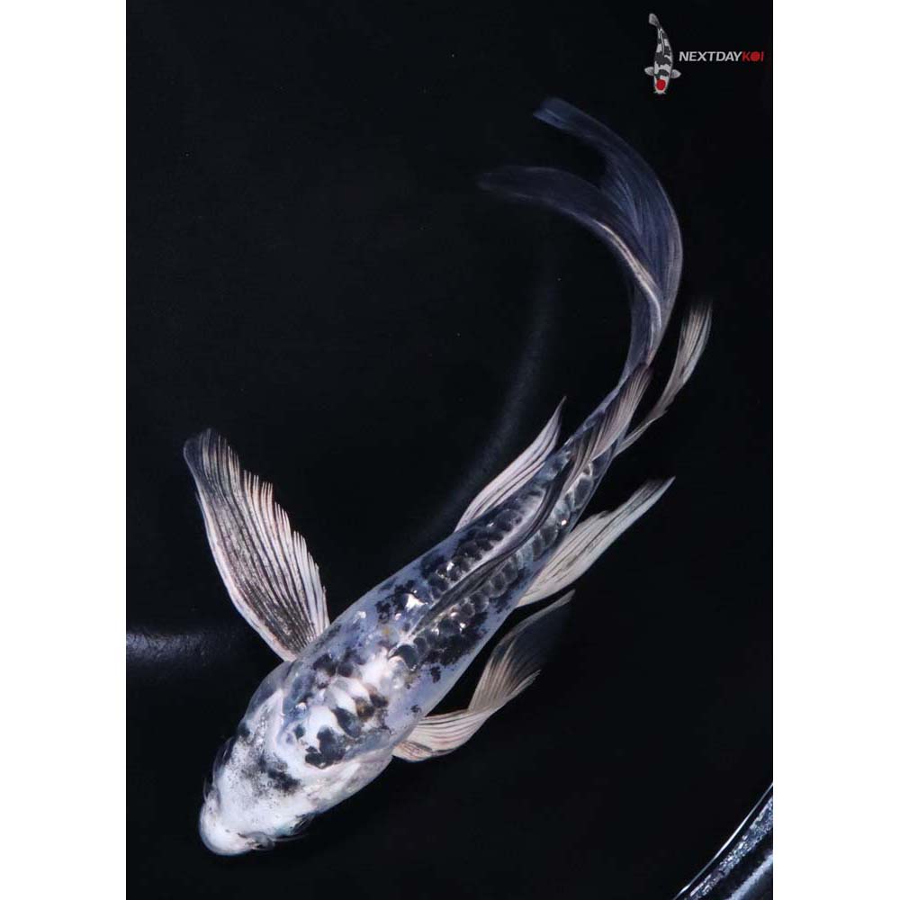 7.5” Doitsu Gin Rin Gin Shiro Bekko Butterfly Koi | Koi Fish For Sale