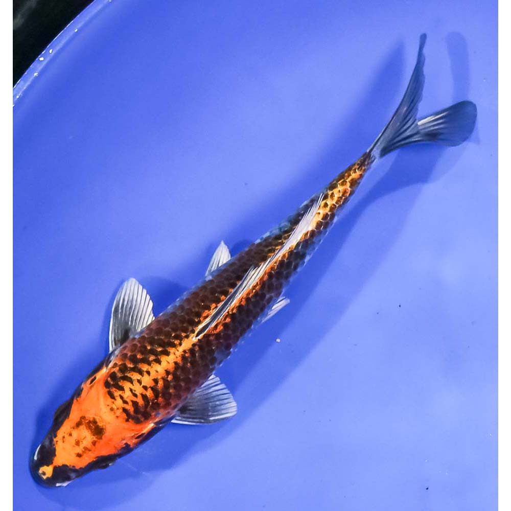 7” Imported Kujaku | Koi Fish For Sale