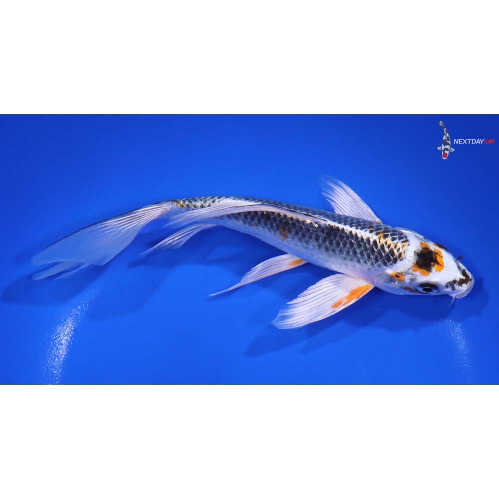 7” Kujaku Butterfly Koi | Koi Fish For Sale