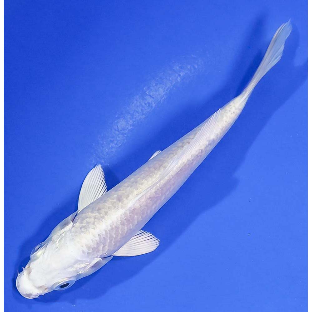 5” Imported Platinum Ogon | Koi Fish For Sale