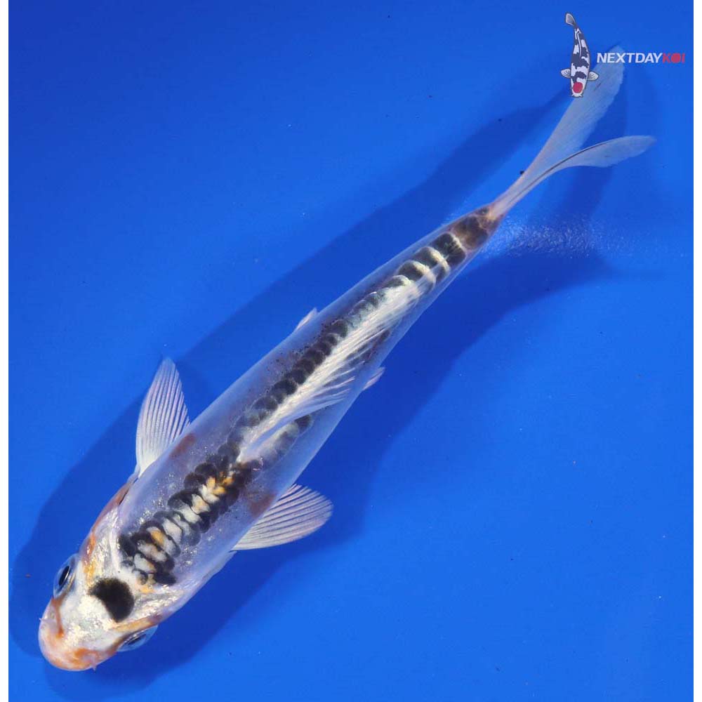 4" Imported Doitsu Kujaku | Koi Fish For Sale