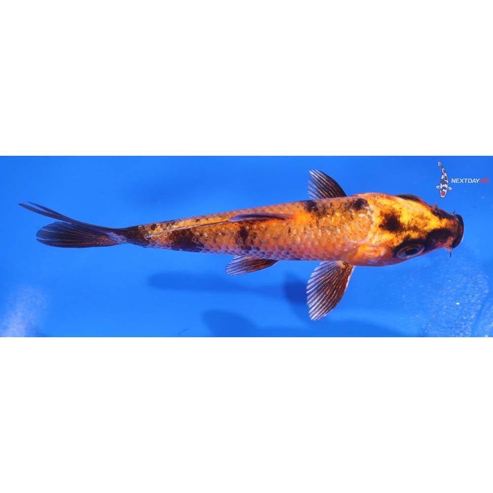 4" Imported Kin Aka Bekko | Koi Fish For Sale