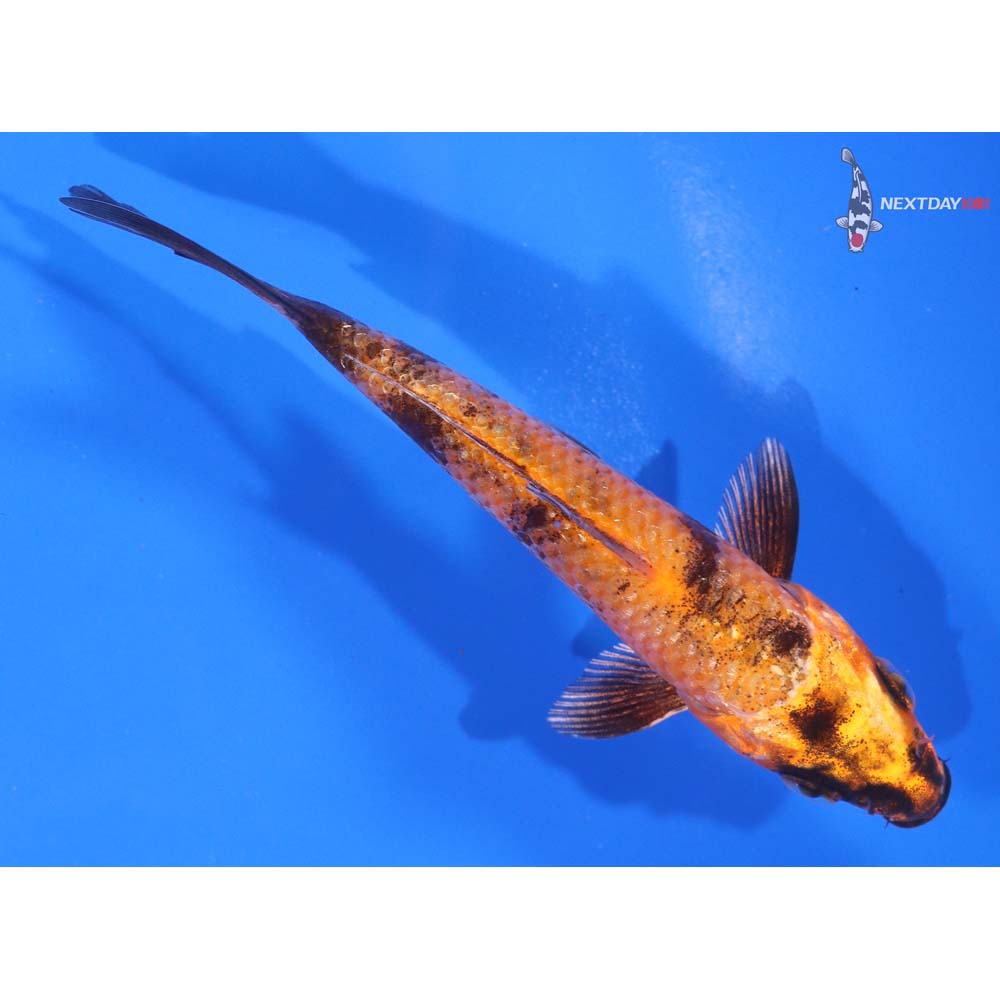 4" Imported Kin Aka Bekko | Koi Fish For Sale
