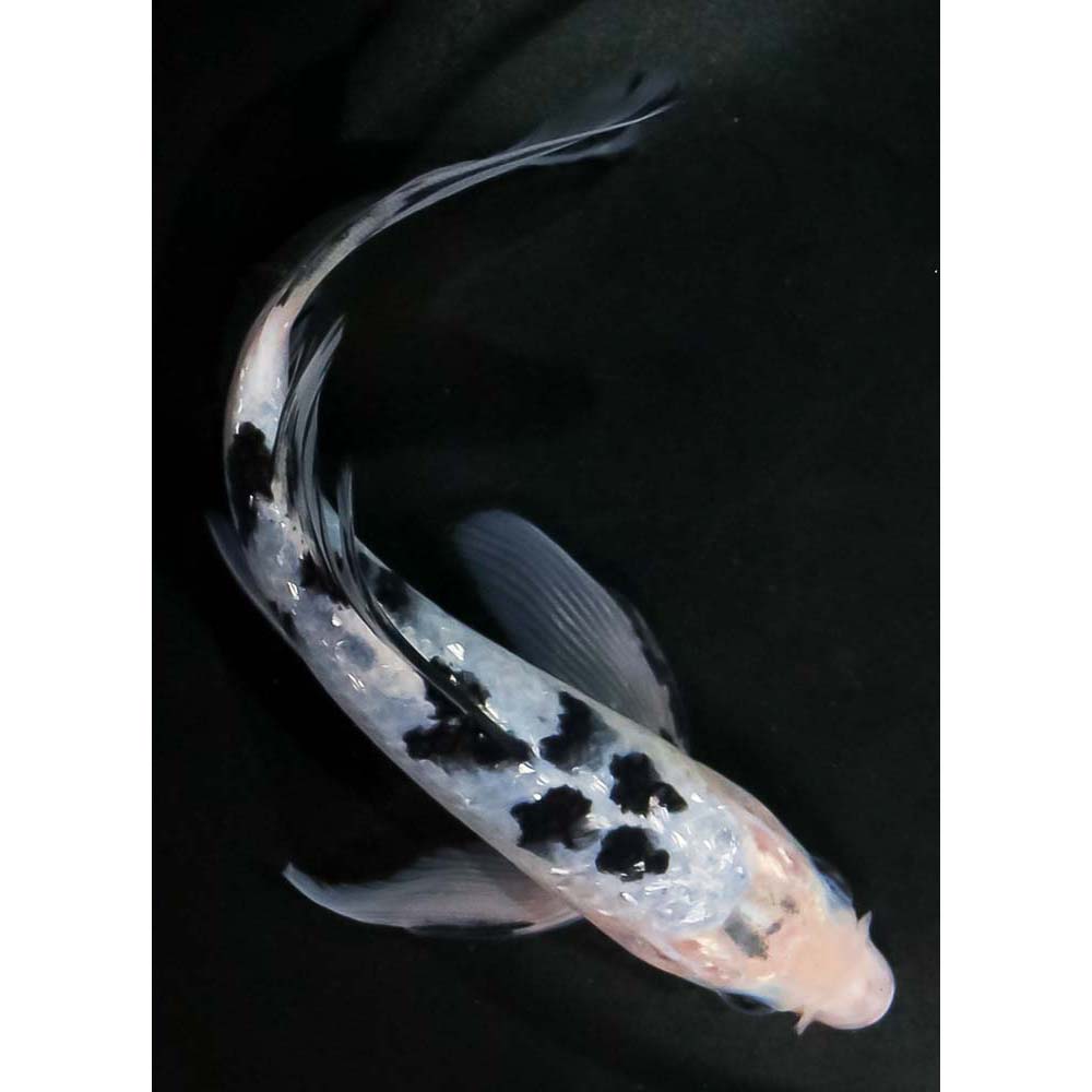 7” Gin Rin Shiro Bekko Butterfly Koi | Koi Fish For Sale