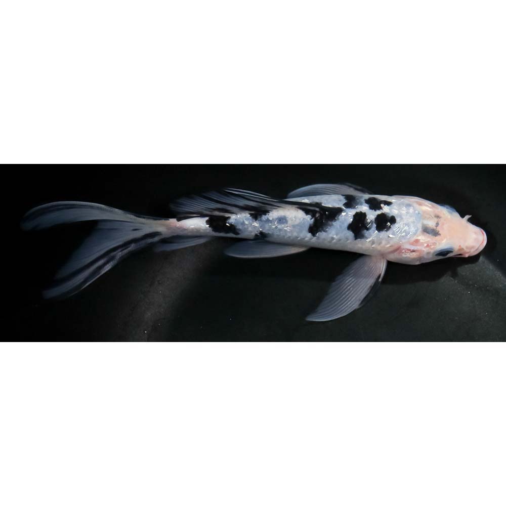 7” Gin Rin Shiro Bekko Butterfly Koi | Koi Fish For Sale