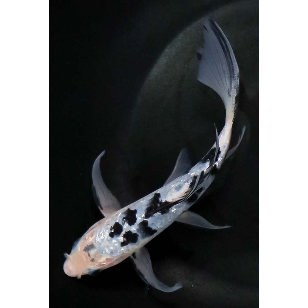 7” Gin Rin Shiro Bekko Butterfly Koi | Koi Fish For Sale