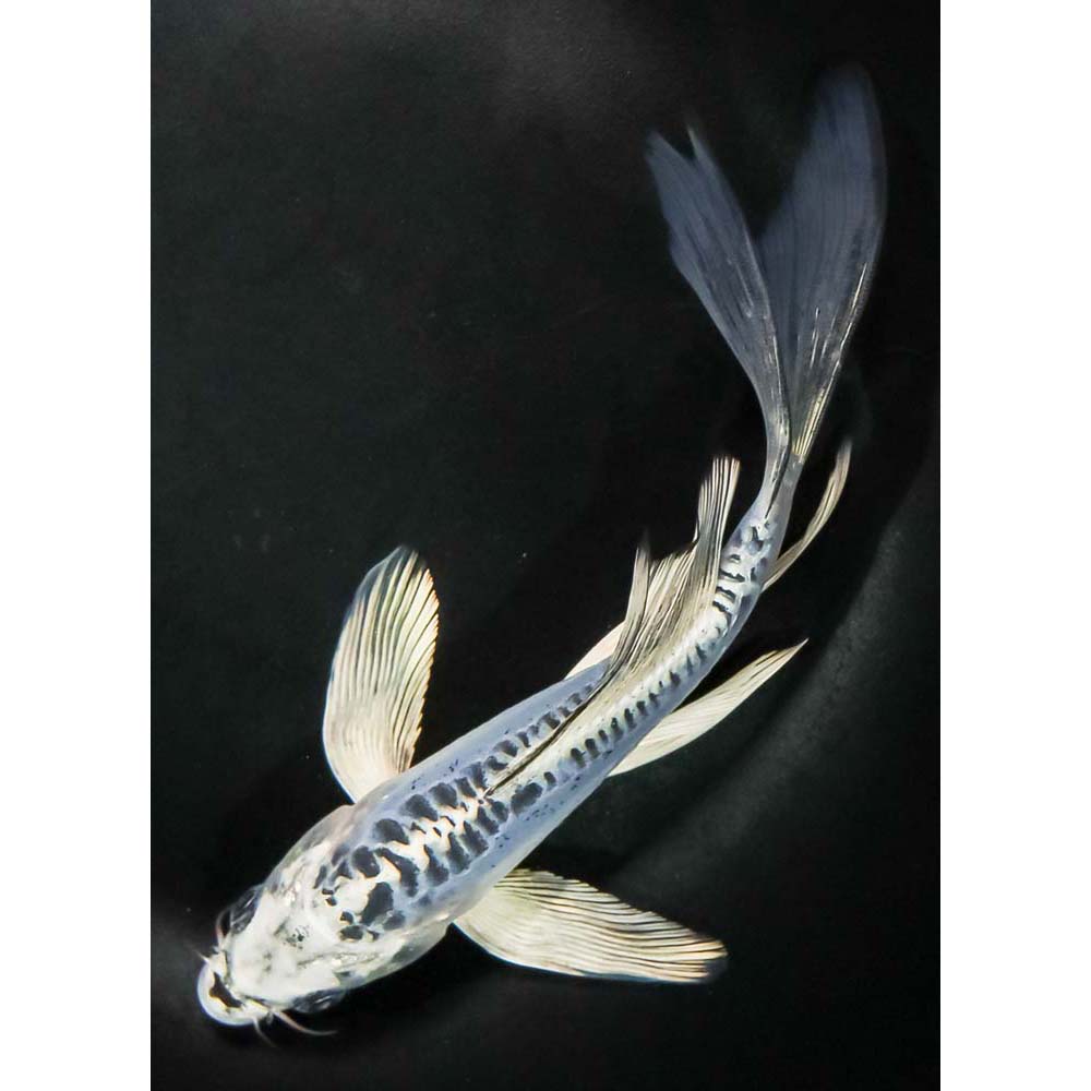 7” Doitsu Blue Gin Matsuba Butterfly Koi | Koi Fish For Sale