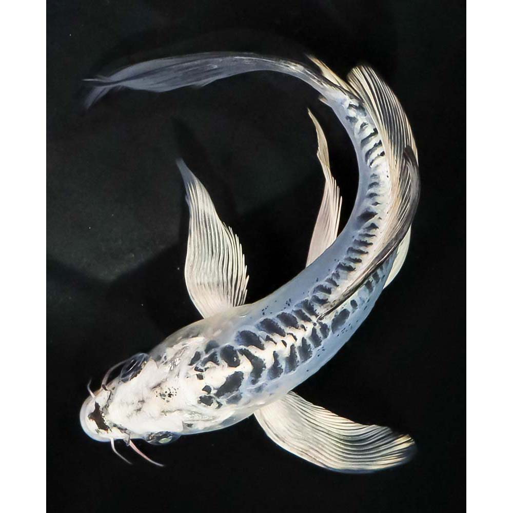 7” Doitsu Blue Gin Matsuba Butterfly Koi | Koi Fish For Sale