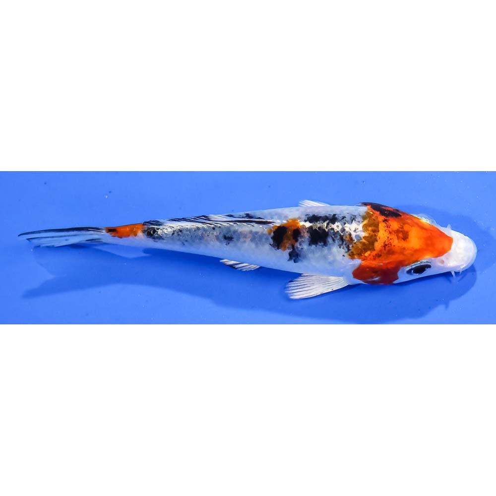 4” Imported Yamato Nishiki | Koi Fish For Sale