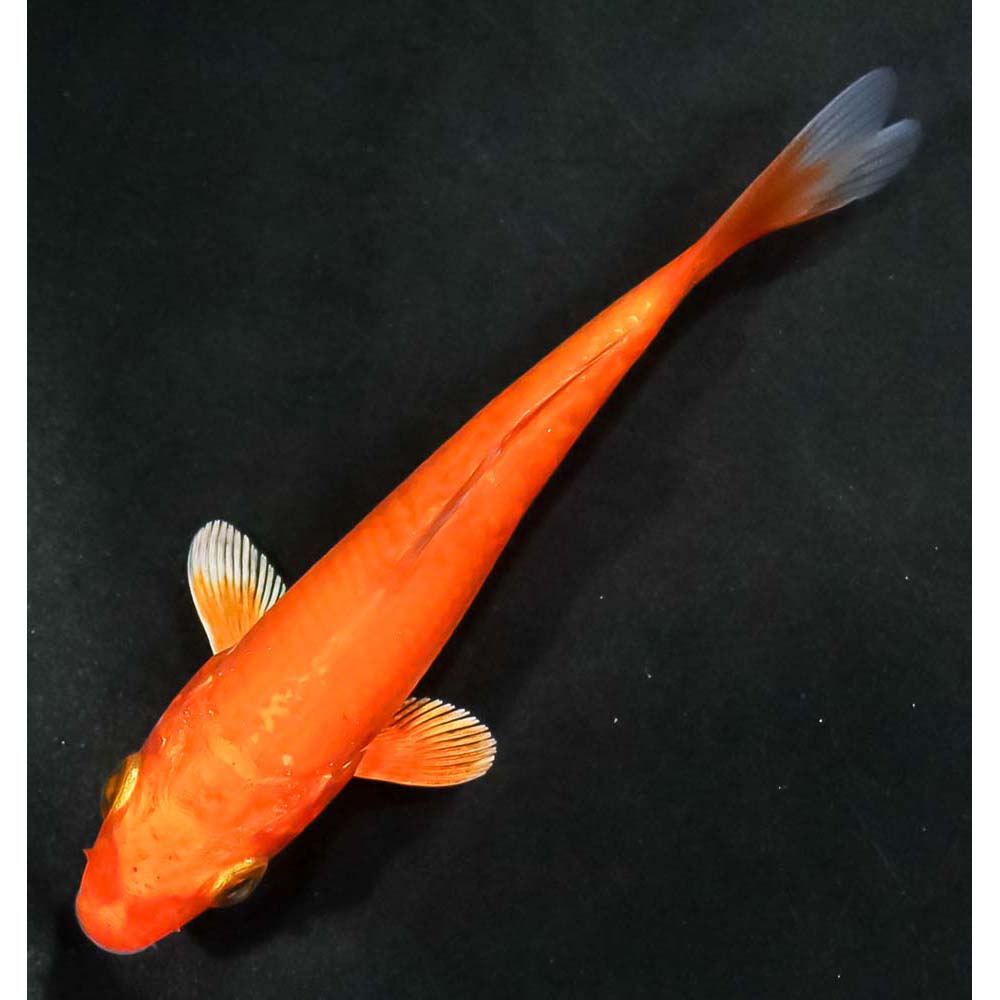 4” Imported Orenji Ogon | Koi Fish For Sale