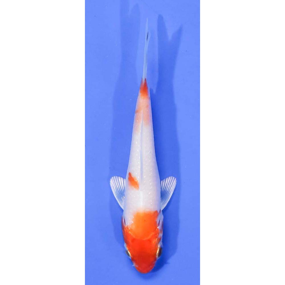 3” Imported Hariwake | Koi Fish For Sale