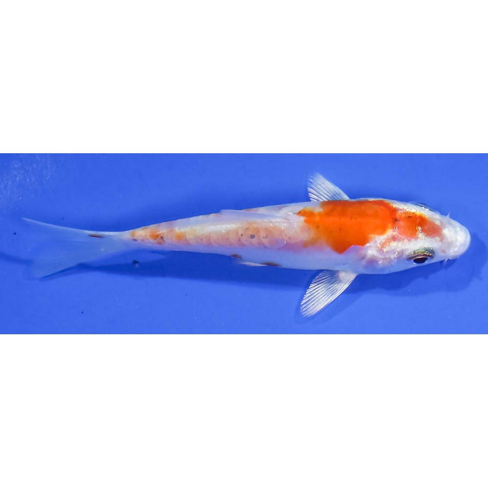 3” Imported Kikusui | Koi Fish For Sale