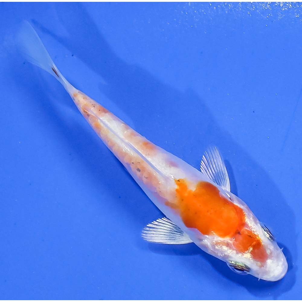 3” Imported Kikusui | Koi Fish For Sale
