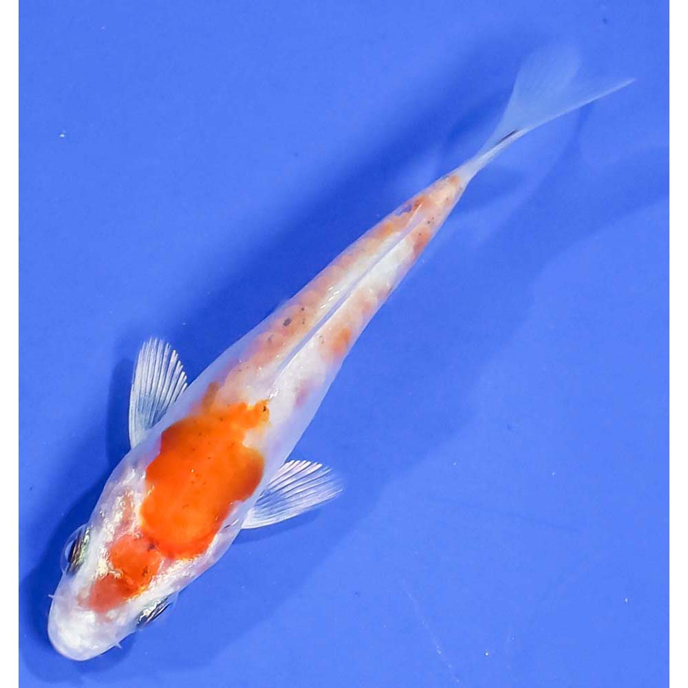 3” Imported Kikusui | Koi Fish For Sale