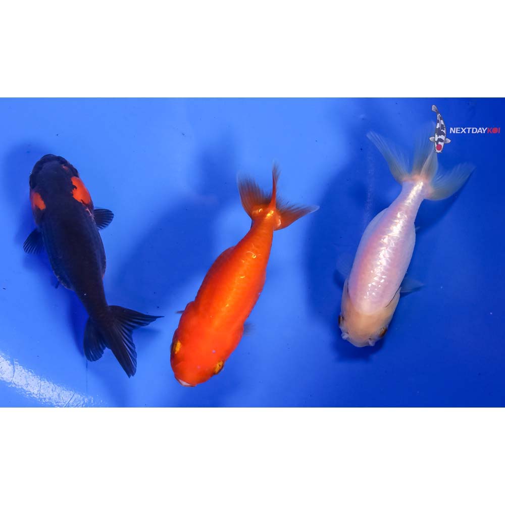 Lot of (3) 3-3.5" Imported Assorted Ranchu | Koi Fish For Sale