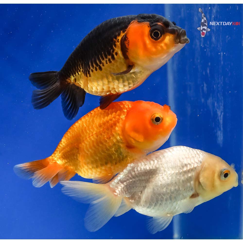 Lot of (3) 3-3.5" Imported Assorted Ranchu | Koi Fish For Sale