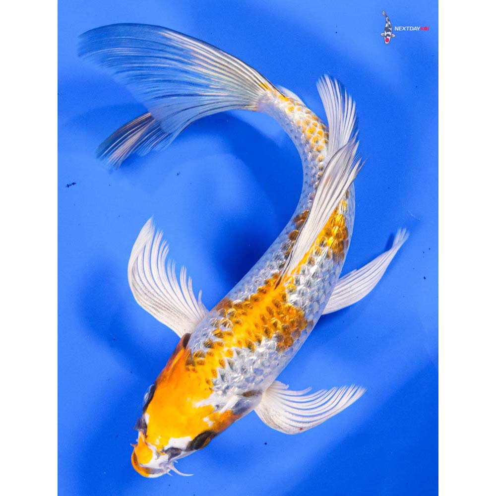 9” Imported Kujaku Butterfly Koi | Koi Fish For Sale